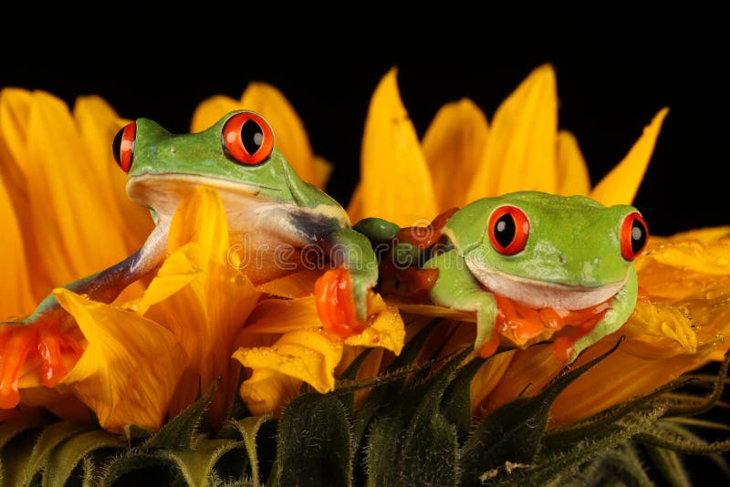 Red eyed tree Frog stock image. Image of amphibians, bulging - 88278613