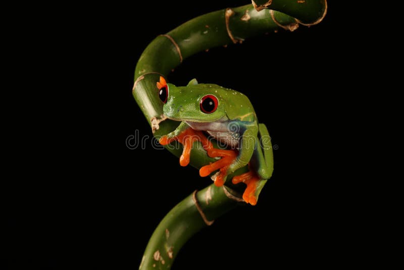 126 Red Legged Tree Frog Stock Photos - Free & Royalty-Free Stock ...