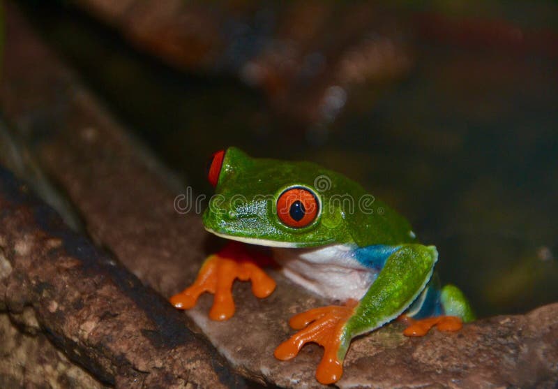 Red Eyed Tree Frog Tennessee Zoo Stock Image - Image of yellow, frog ...