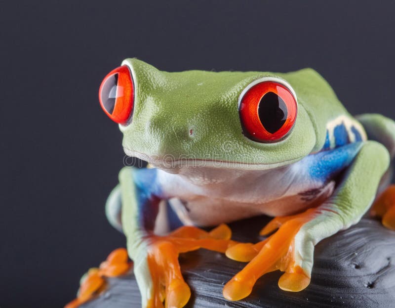 Red-eyed Tree Frog with Vibrant Colors Perched on Branch Stock ...