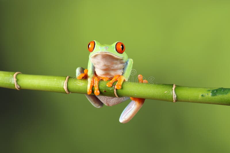 Red Eyed Tree Frog - Studio Captured Image Stock Image - Image of ...