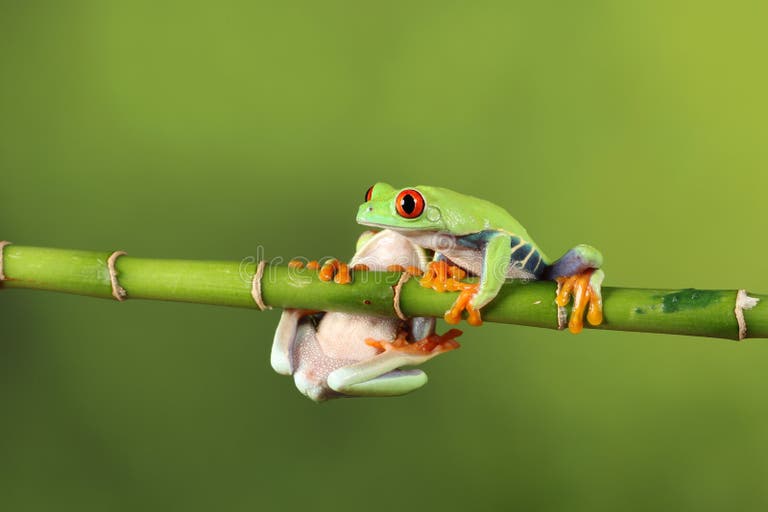333 Tree Frog Walking Stock Photos - Free & Royalty-Free Stock Photos ...