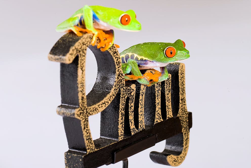 Red Eyed Tree Frogs on a Pray Sign Stock Photo - Image of prayer, sign ...