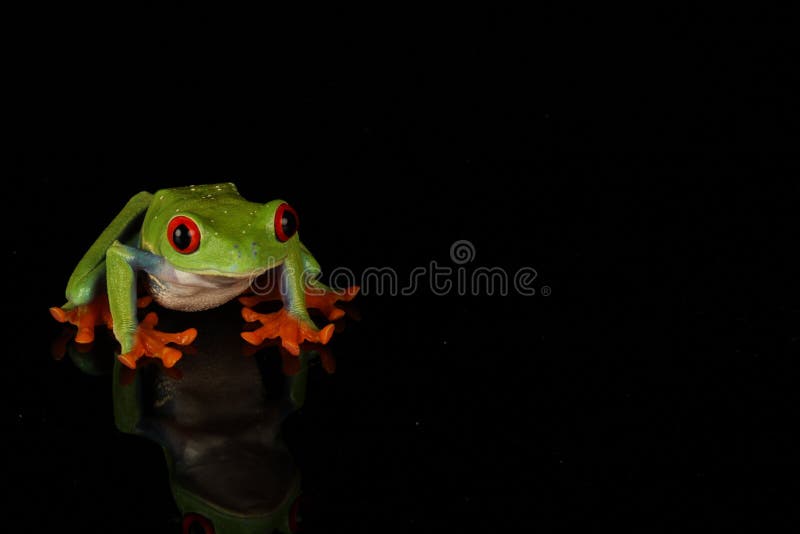 Red Eyed Tree with Reflection Stock Photo - Image of amphibians, colors ...