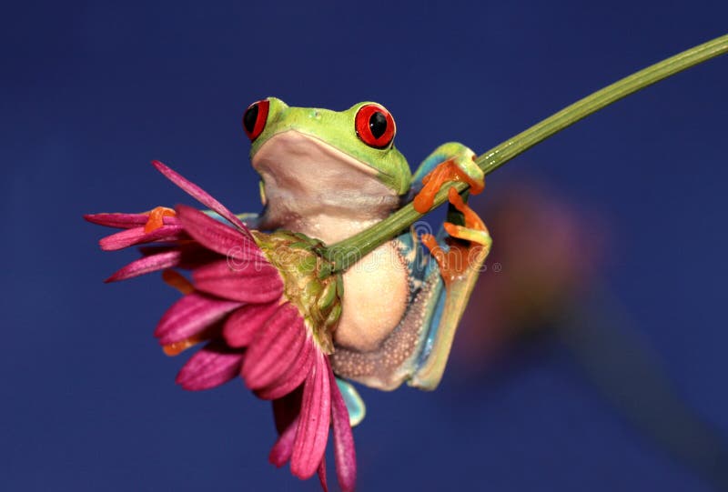 Red Eyed Tree Frog Hanging