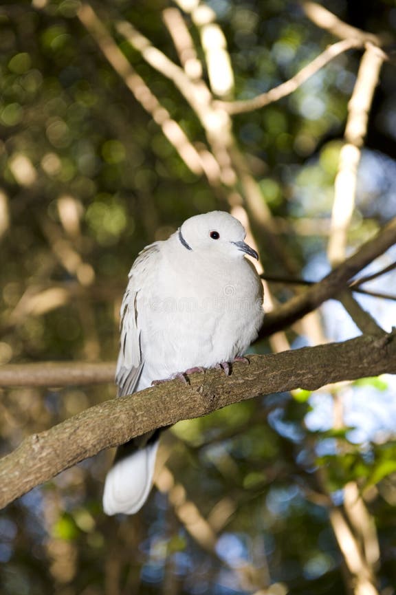 Red Eyed Turtle Dove or Half Collared Dove Stock Photo - Image of ...
