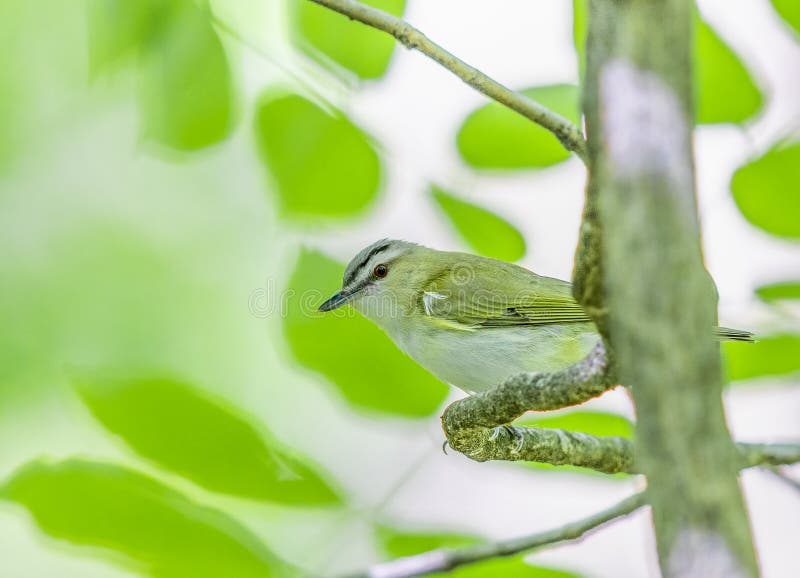 Red Eyed Vireo Perched on a Tree Stock Image - Image of friendly ...