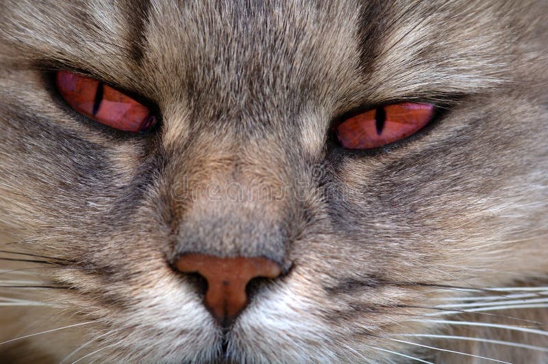 Red eyes cat stock image. Image of bradleys, glow, head - 1028989