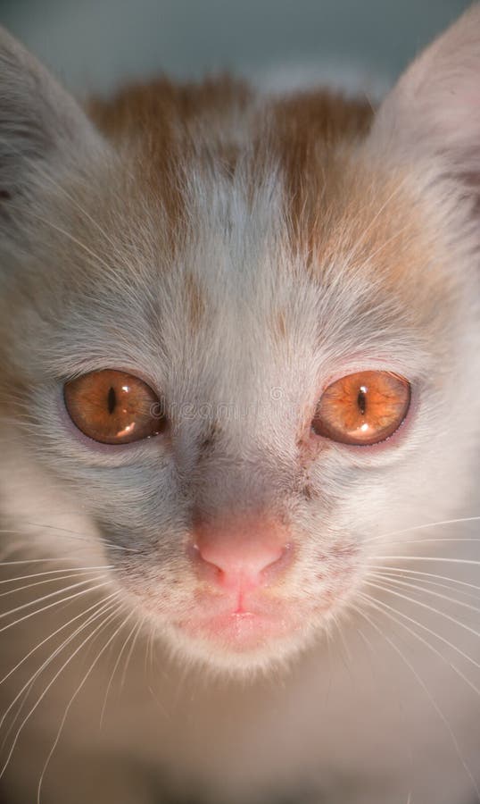 Red eyes Cat stock image. Image of redeyed, homepet, cute - 81903063