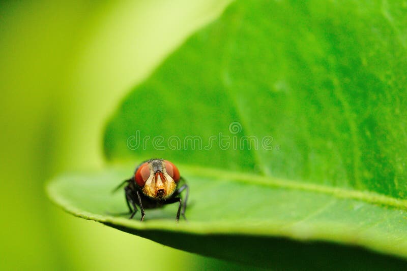 A Red Eyes Fly Stay on Green Leaf, Insect Stock Photo - Image of ...