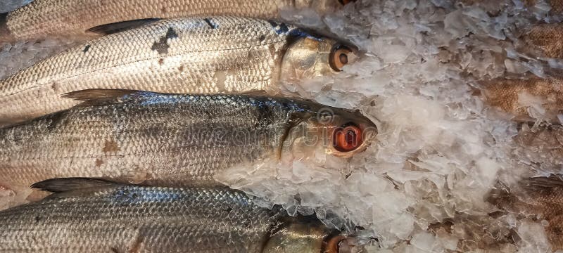 Red eyes of fresh Fish stock photo. Image of food, reptile - 268393426