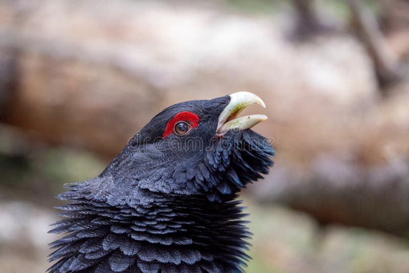Red eyes mountain rooster stock photo. Image of finch - 321828580