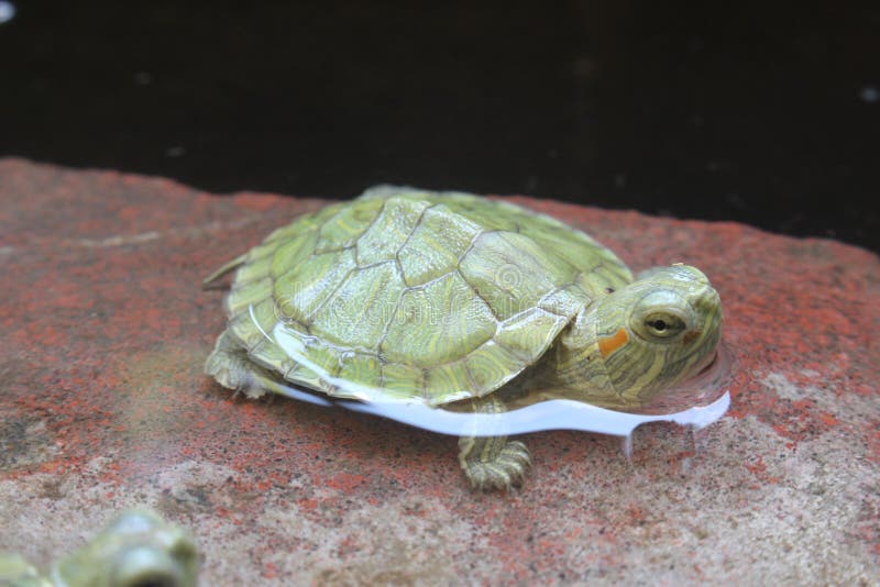 Red Eyes Slider Turtle Chillin& X27; Stock Image - Image of snake ...