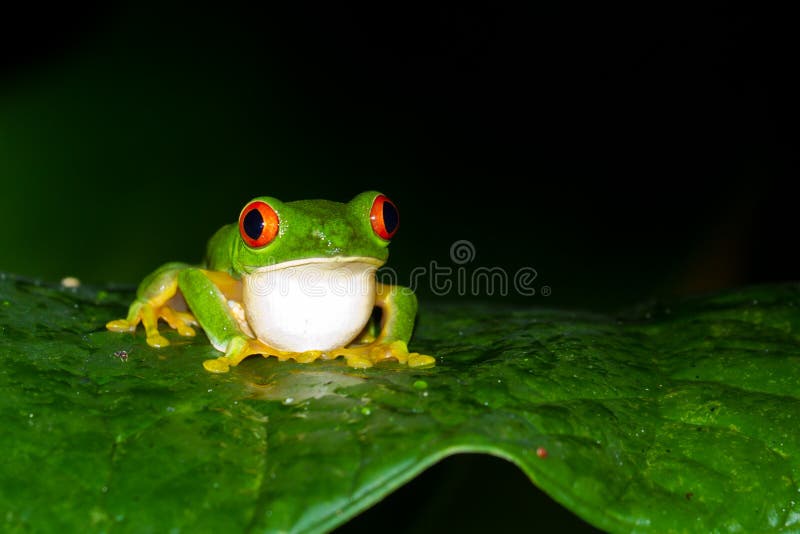 Red-eyed Tree Frog, Agalychnis Callidryas, Animal with Big Red Eyes, in ...