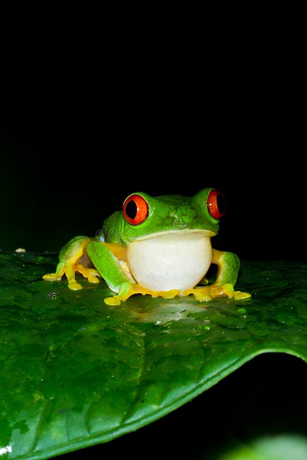 Red eyes tree frog stock photo. Image of green, looking - 35932172