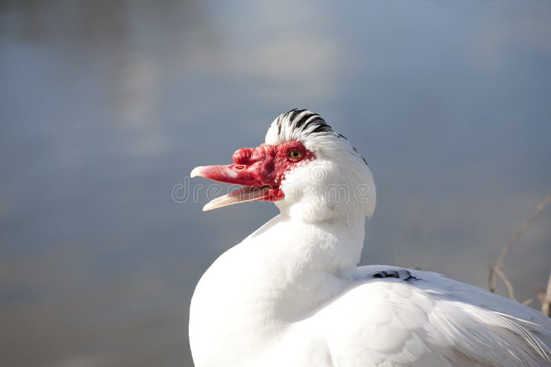 Red face duck stock photo. Image of animal, water, bill - 13236756