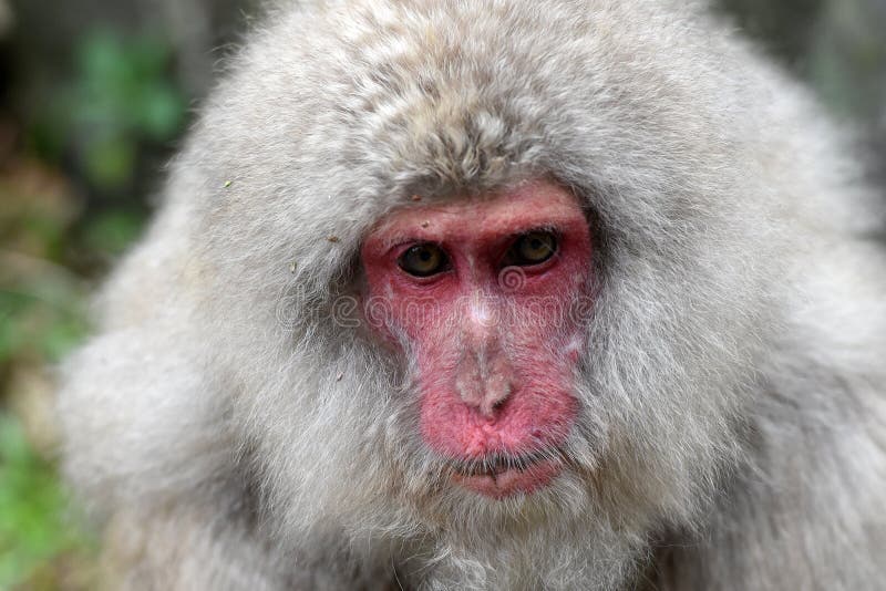 Red Face Japanese Macaque or Snow Monkey Stock Image - Image of monkey ...