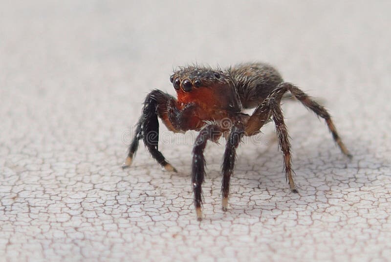 Red Face Jumping Spider Cleaning a Leg Stock Photo - Image of wild ...