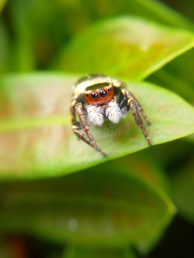Red Face Jumping Spider on a Leaf Stock Image - Image of spider ...