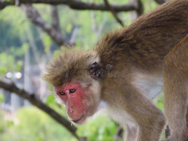 Red Face Monkey Looking and Start To Jump Stock Image - Image of green ...