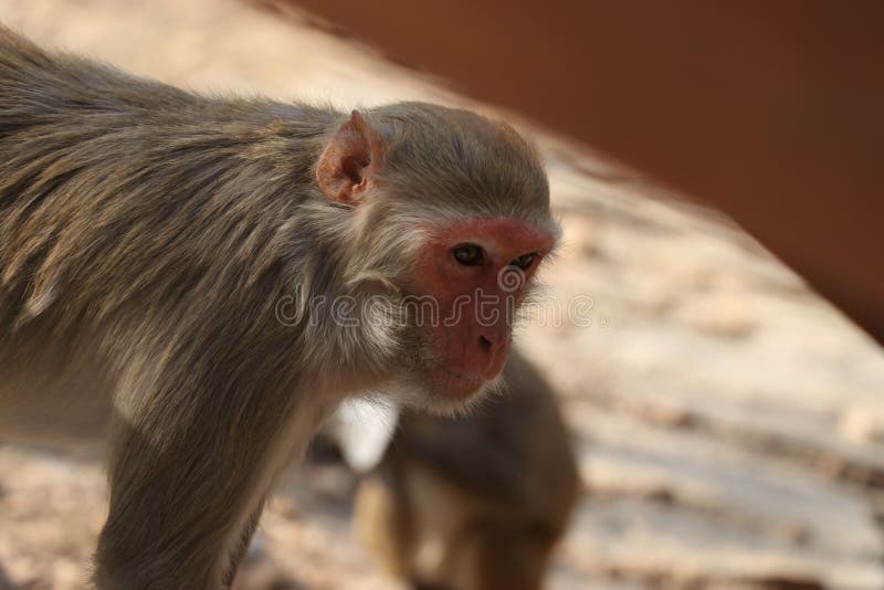 Red Face Monkey on Mountain Close Up. Stock Image - Image of february ...