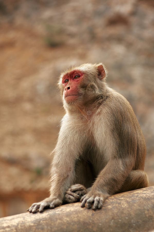 Red Face Monkey Walking in Monkey Temple. Macaque at Ancient Temple ...