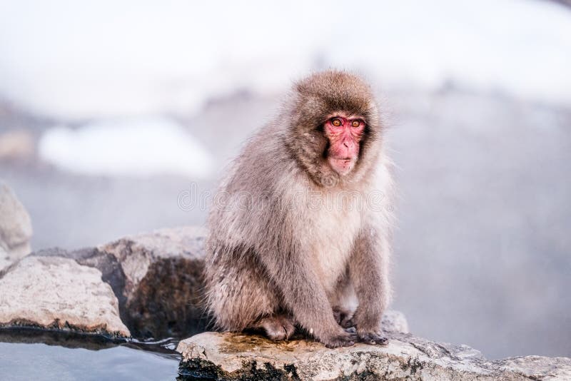 Red Face Snow Monkey Looking for Something, Jigokudani Monkey Park ...