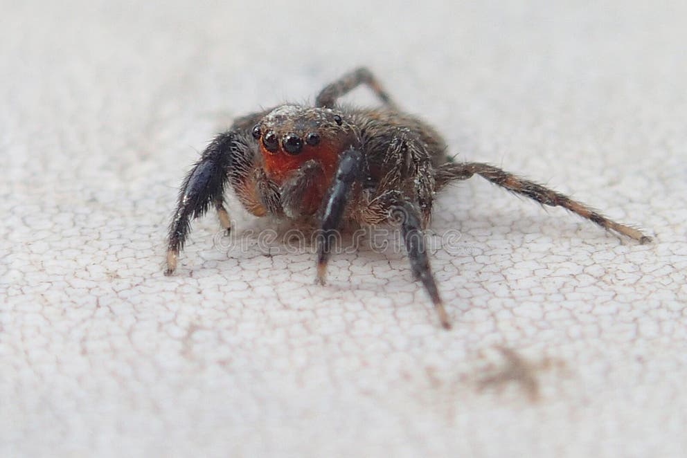 Red face spider on a table stock photo. Image of wildlife - 102875588
