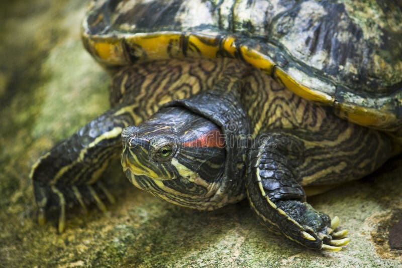 Red ear turtle in aquarium stock image. Image of animal - 8553655