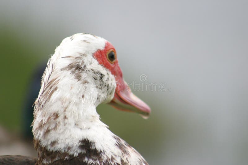 Red Faced Muscovy Duck stock photo. Image of evening - 56667564