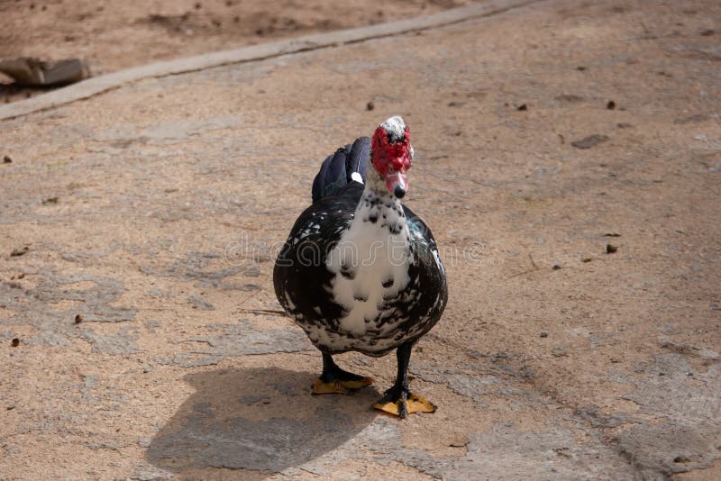 Red Faced Goose Struts Around His Enclosure Stock Photo - Image of ...