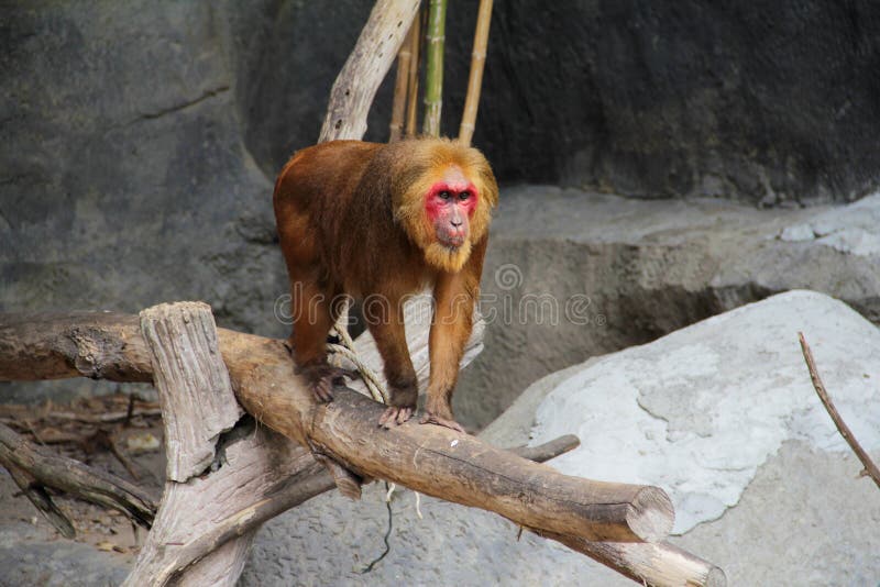 Red-faced Monkey Walks on the Aviary Stock Photo - Image of anthropoid ...