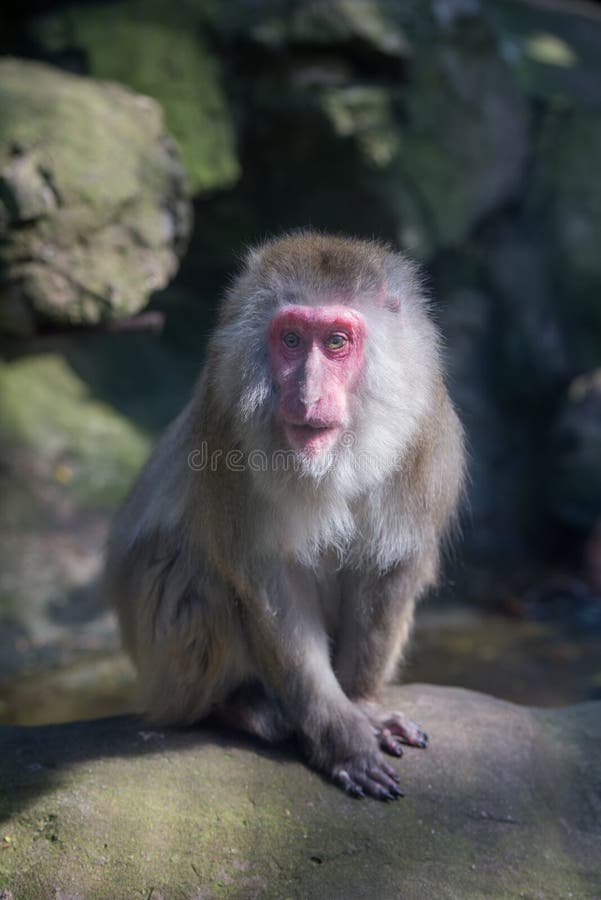 Red Faced Monkey in the Zoo Stock Image - Image of spring, faced: 55676665