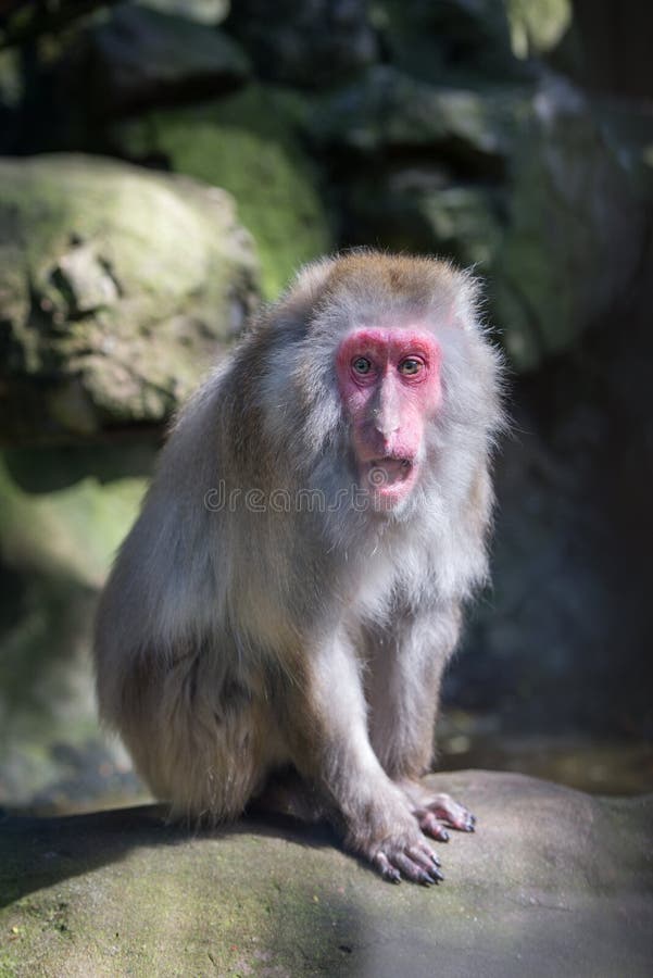 Red Faced Monkey in the Zoo Stock Image - Image of mouth, intelligence ...