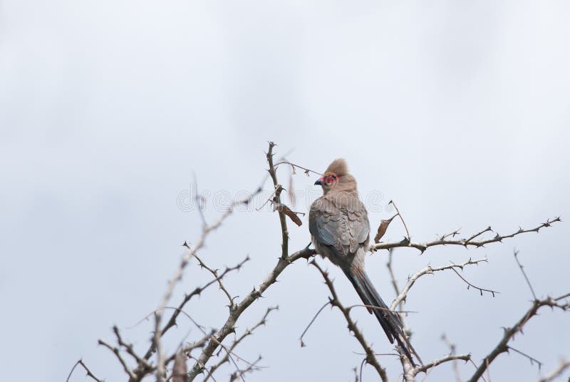 Red-faced Mousebird Urocolius Indicus Stockfoto - Bild von gesicht ...