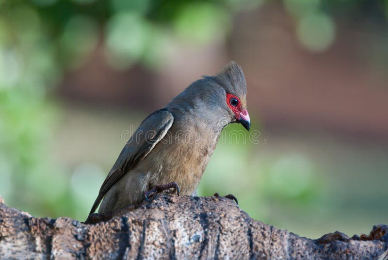 Red-faced mousebird stock photo. Image of gardens, action - 7672508