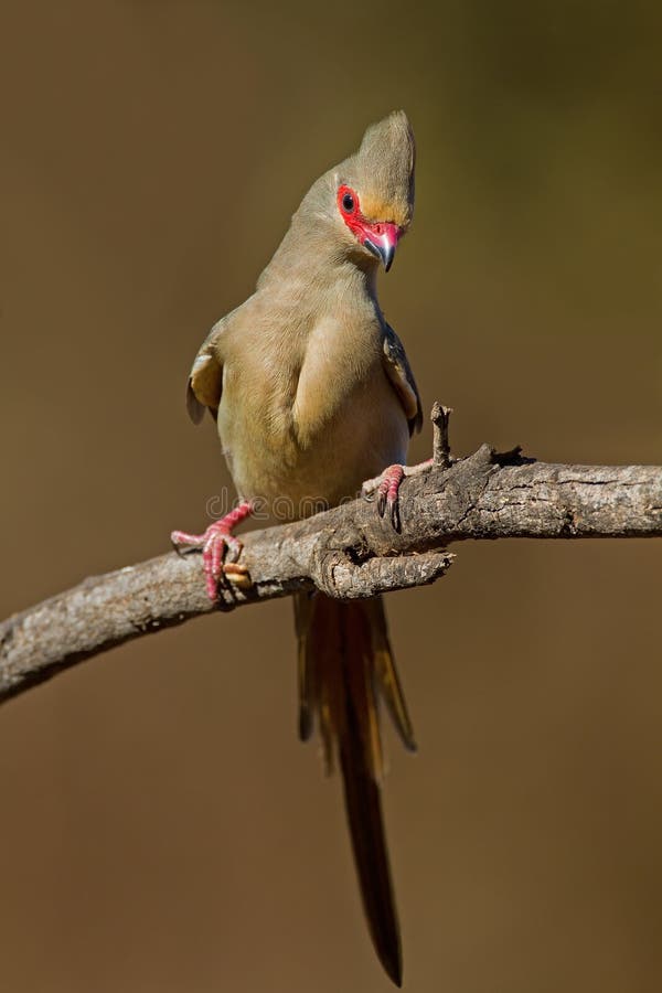 Red-faced Mousebird Urocolius Indicus Stock Photo - Image of direct ...