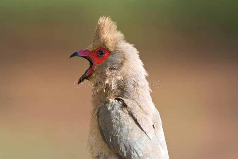 Red-faced Mousebird Urocolius Indicus Stock Photo - Image of direct ...
