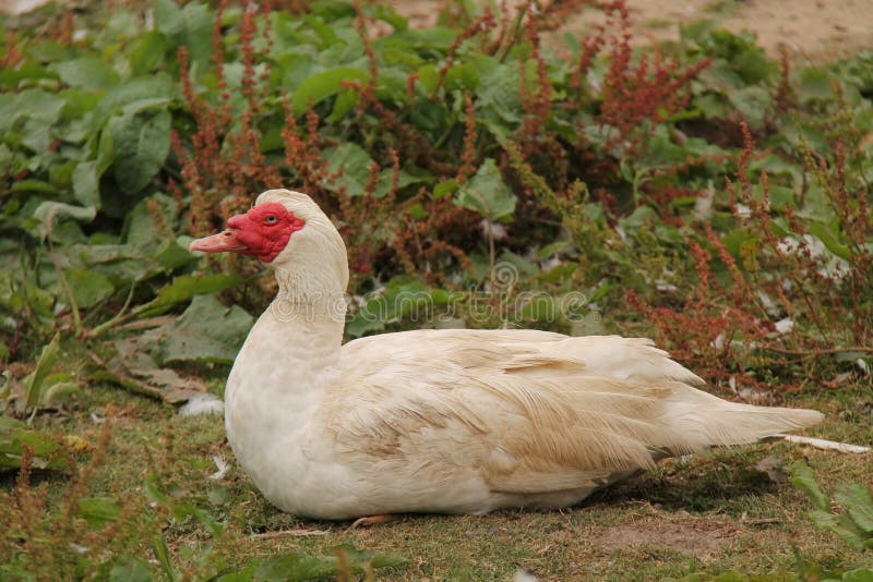 Red Faced Muscovy Duck. stock image. Image of oriental - 108542671