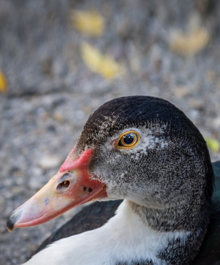 Red-faced Muscovy Duck Sitting on the Ground on a Farm Stock Image ...