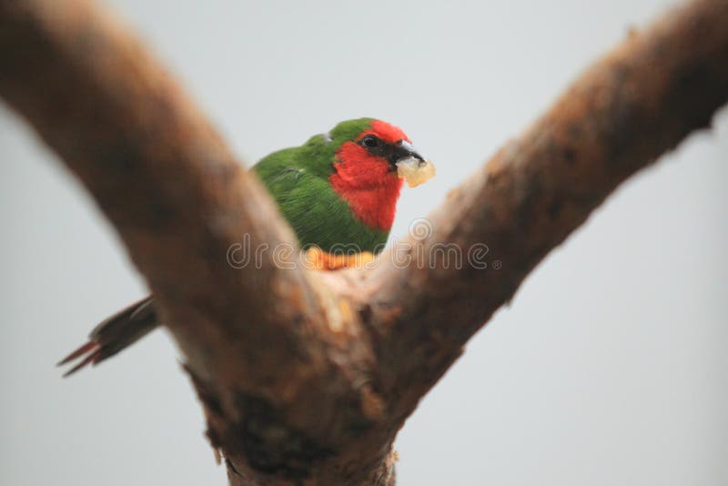 Red-faced parrot finch stock image. Image of nature, faced - 34872731