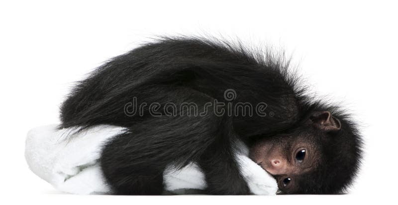 Sleeping monkey stock photo. Image of pose, monkey, japanese - 1320578