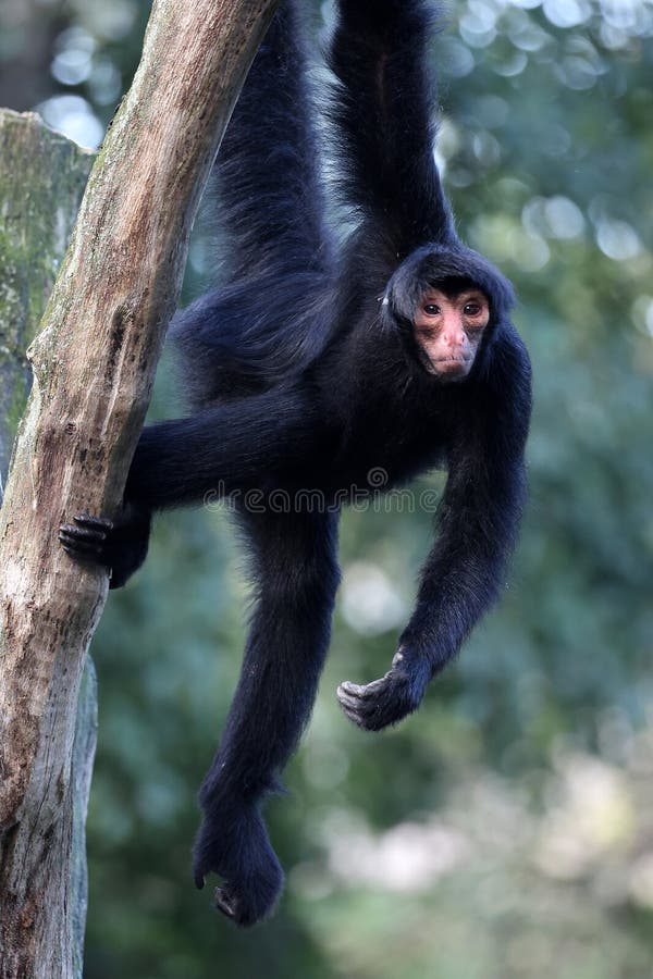 The Red-faced Spider Monkey (Ateles Paniscus) Stock Photo - Image of ...
