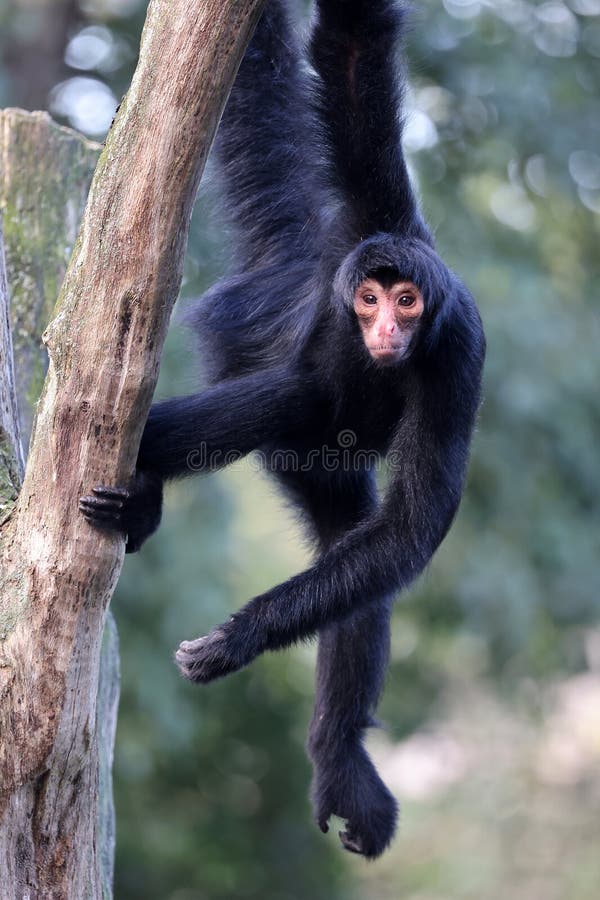 The Red-faced Spider Monkey (Ateles Paniscus) Stock Image - Image of ...