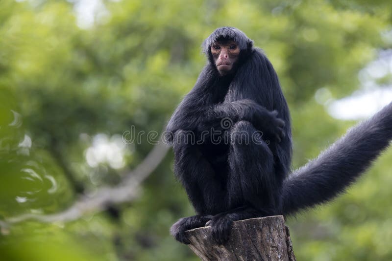 Red-faced Spider Monkey Ateles Paniscus Stock Photo - Image of face ...