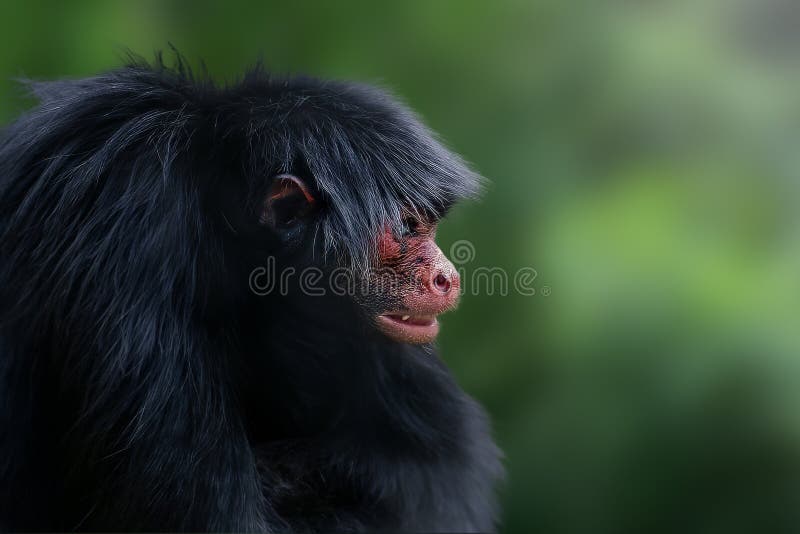 Red-faced Spider Monkey stock image. Image of ateline - 303272349
