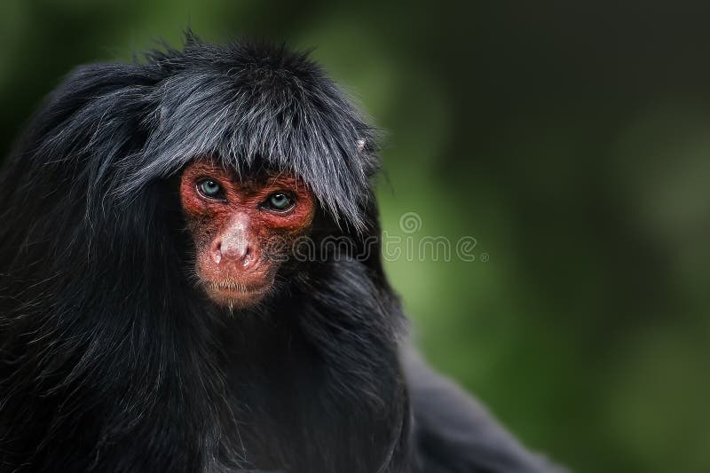 Red-faced Spider Monkey stock image. Image of redfaced - 303272353