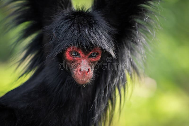 Red-faced Spider Monkey stock photo. Image of nature - 303272394