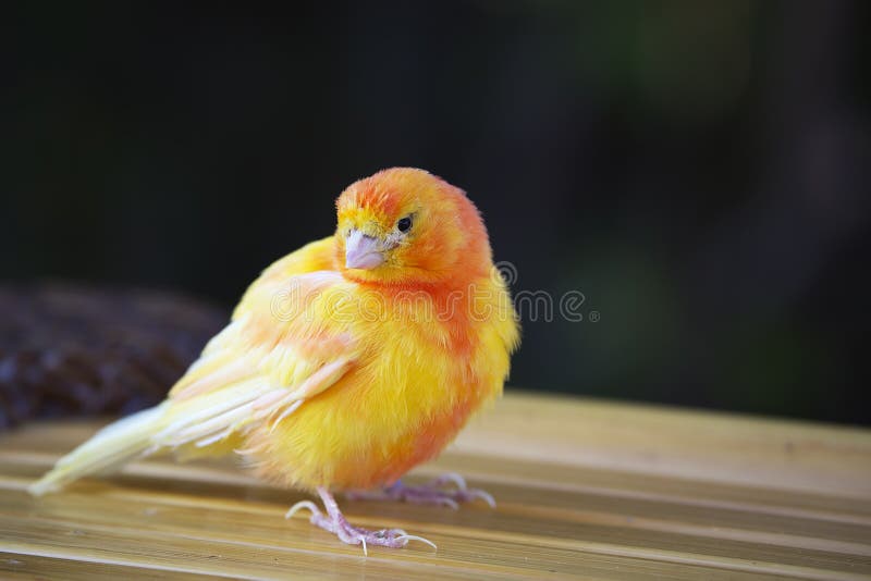 Red Factor Canary stock photo. Image of tame, birdwatching - 61932062