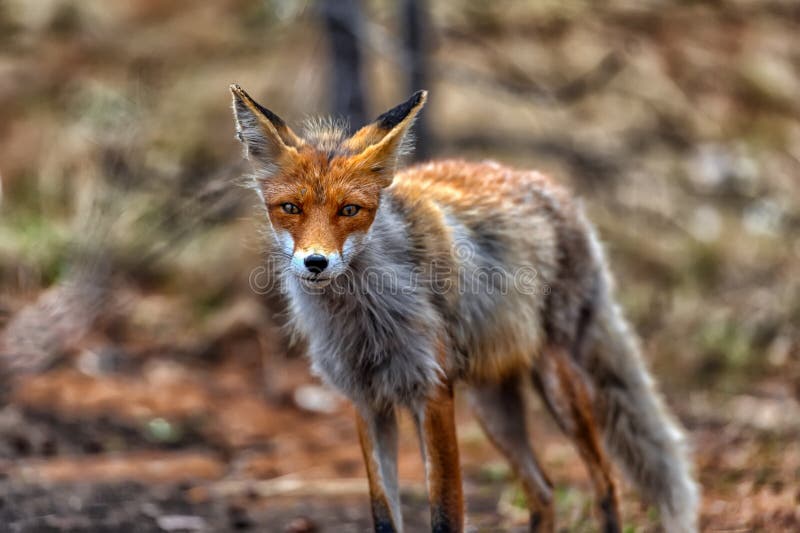 Fox in the woods stock photo. Image of canada, furry - 116443698